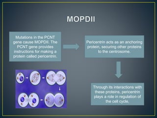 plegable biologia molecular | PPT