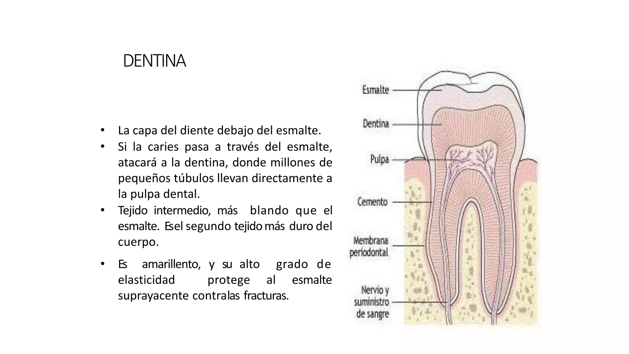 Los dientes | PPTX