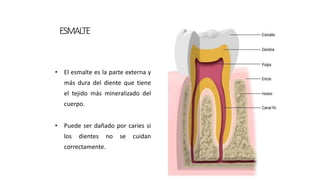 Los dientes | PPTX