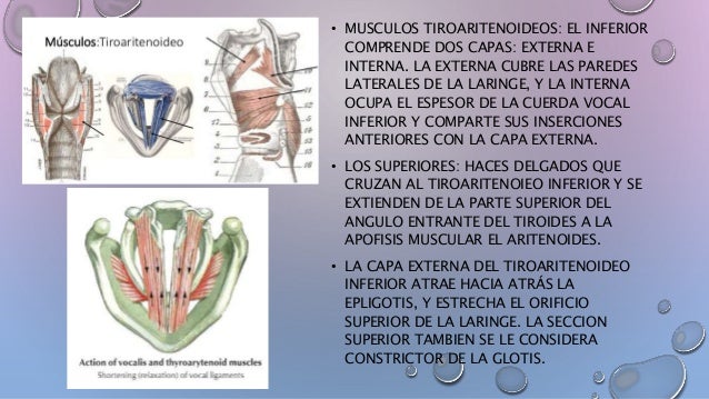 MUSCULOS DE LA LARINGE
