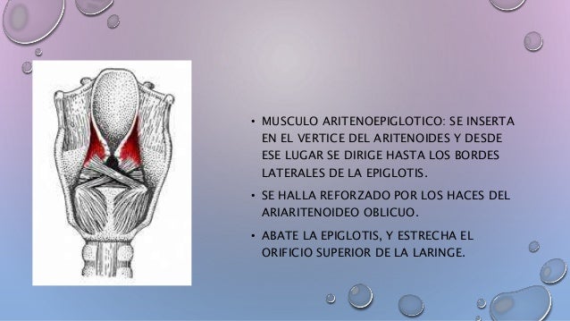 MUSCULOS DE LA LARINGE