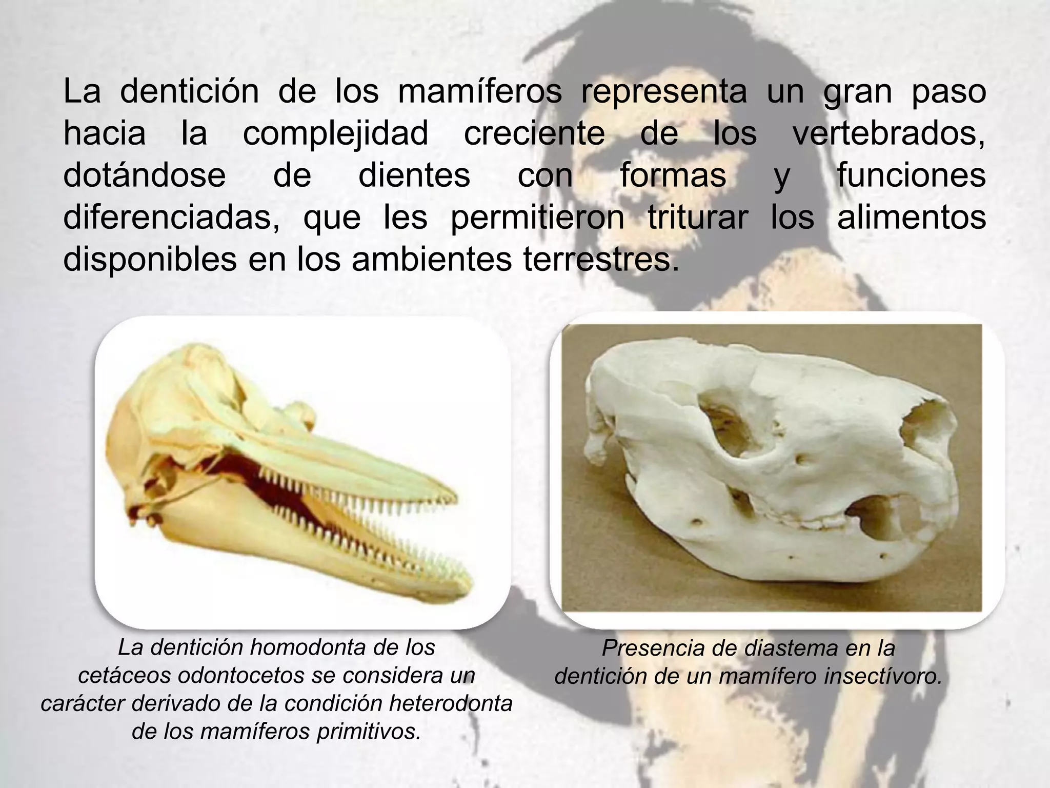 Evolución de los Dientes | PDF