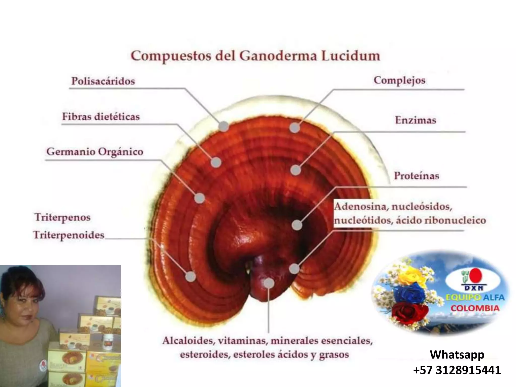 GANODERMA LUCIDUM DXN | PPTX
