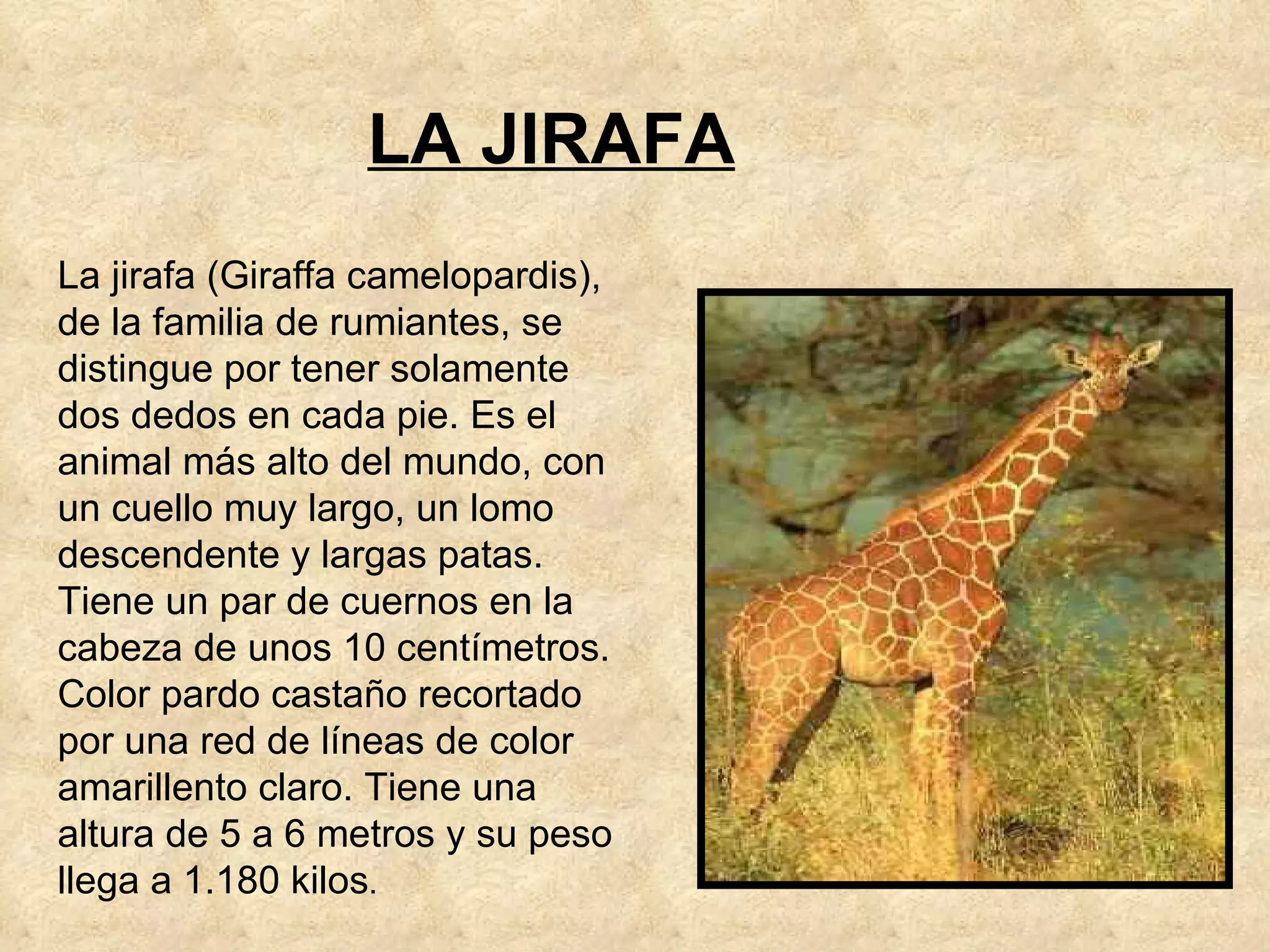 LOS ANIMALES DE AFRICA | PPT