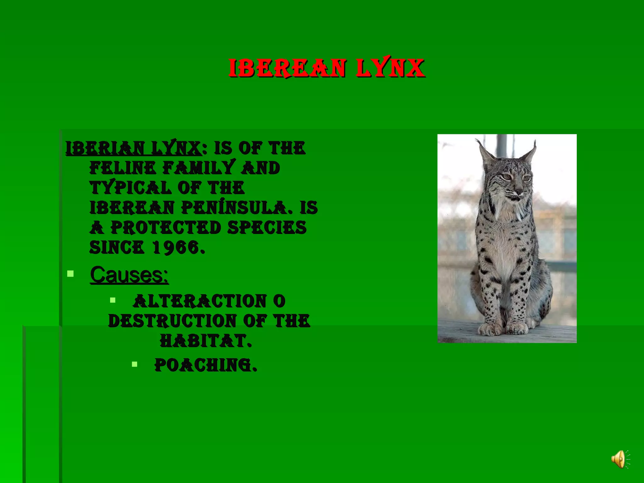 Animals in Danger | PPT