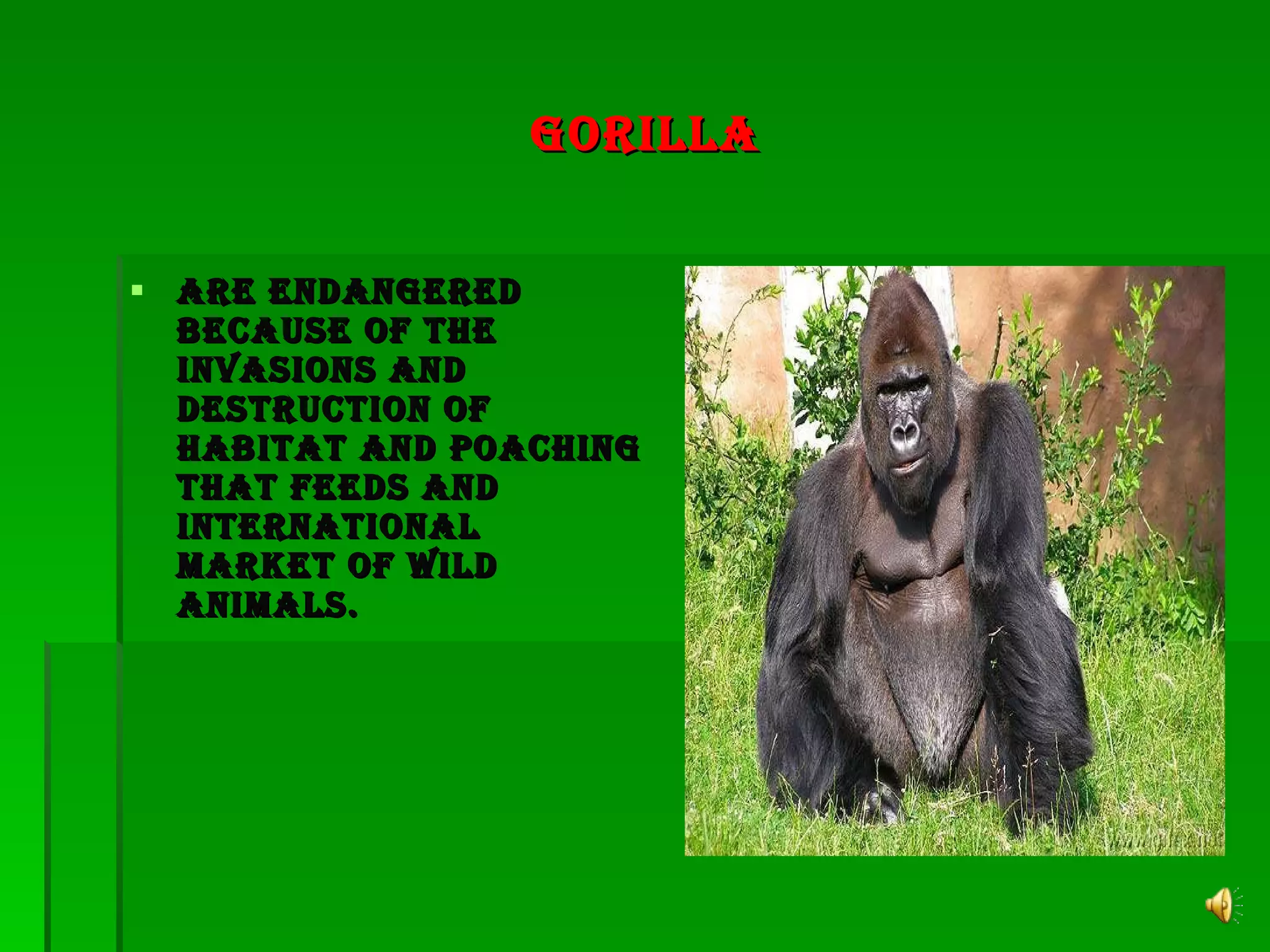 Animals in Danger | PPT