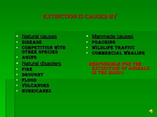 Animals in Danger | PPT