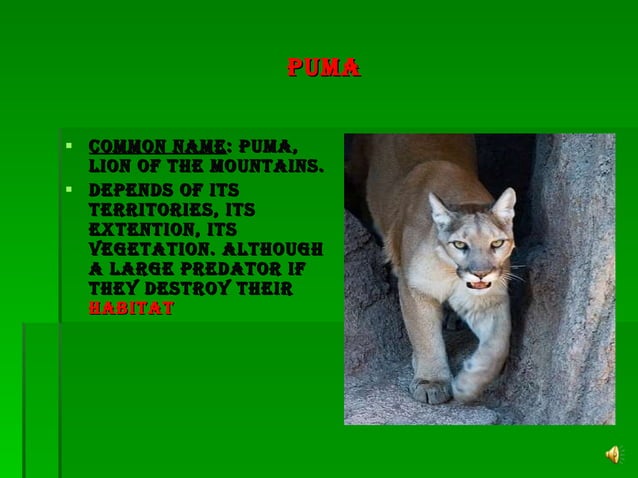 Animals in Danger | PPT | Zoos & Aquariums | Attractions