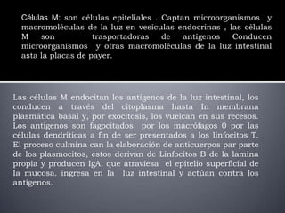 histología del intestino delgado | PPTX