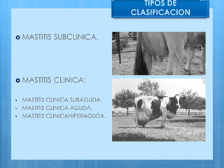 Mastitis en bovidos | PPTX