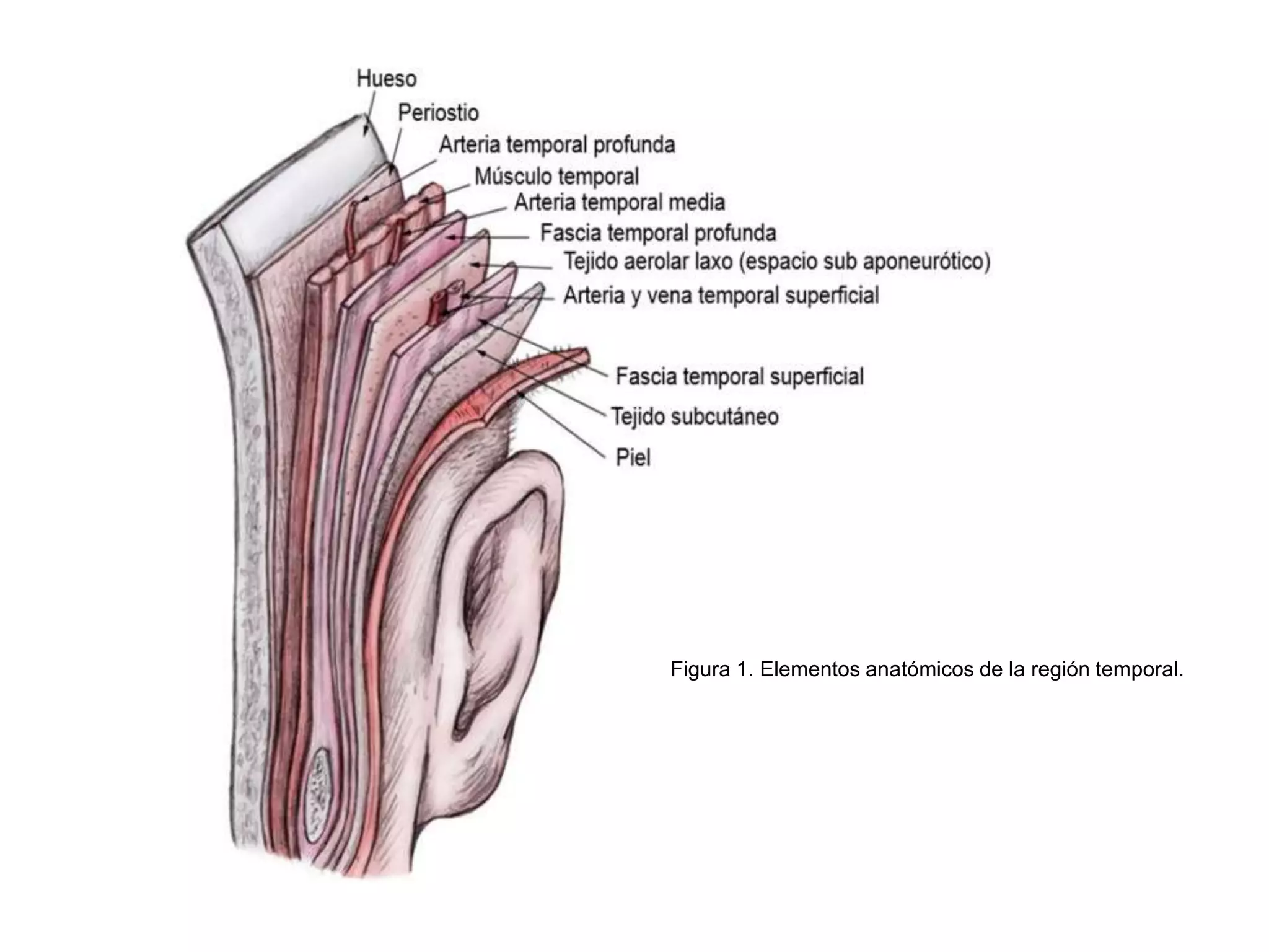 ANATOMIA QUIRURGICA DE LA REGION TEMPORAL | PPTX