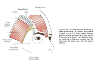 ANATOMIA QUIRURGICA DE LA REGION TEMPORAL | PPTX