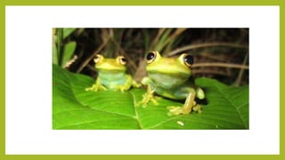 frogs | PPTX