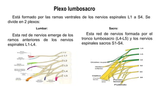 Plexo lumbosacro fisioterapia presentación | PPTX