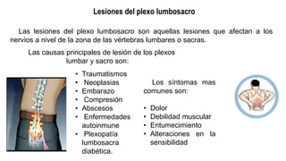 Plexo lumbosacro fisioterapia presentación | PPTX