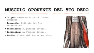 Presentación de Anatomía ecografía del pie | PPTX