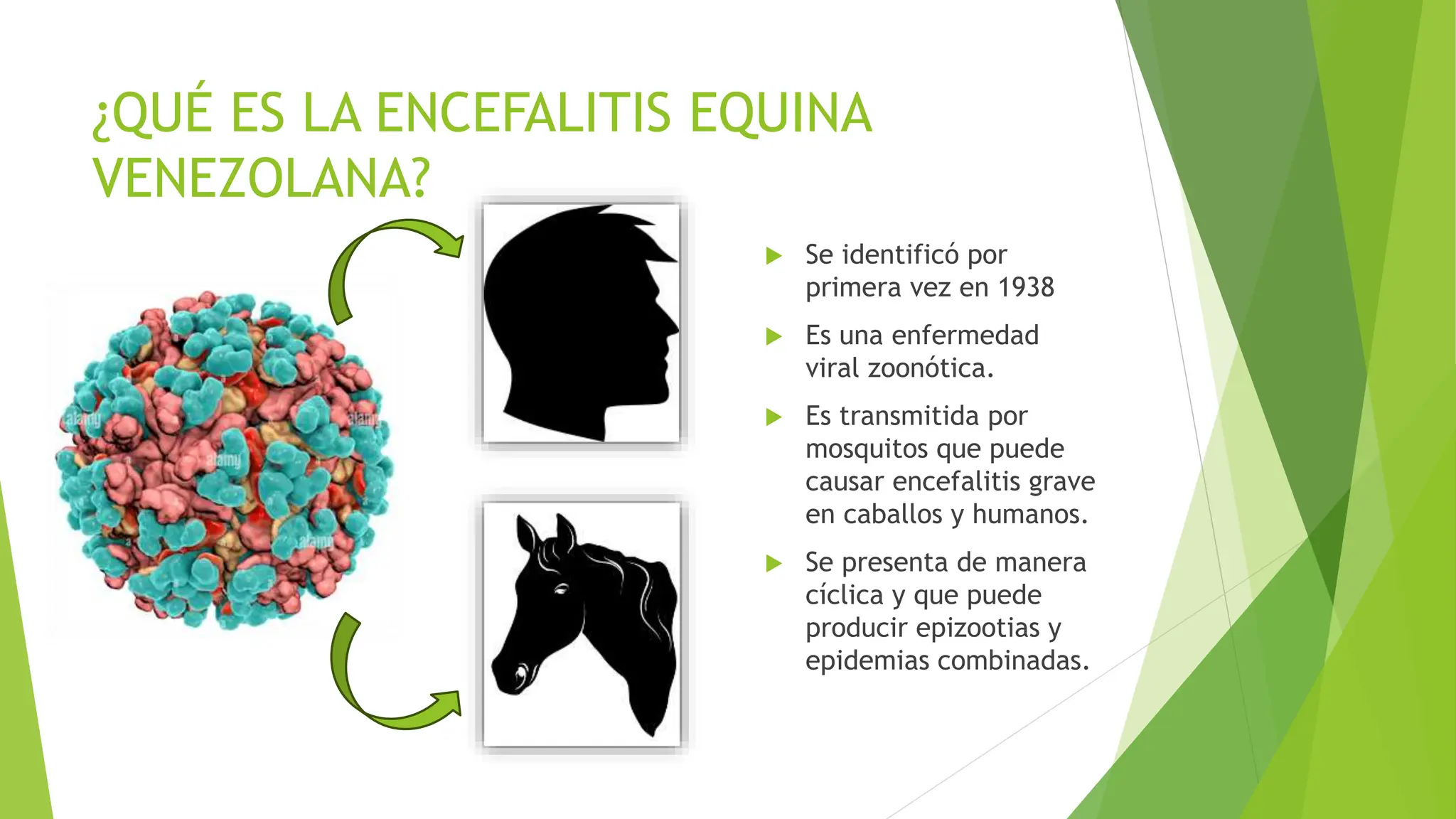 ENCEFALITIS EQUINA VENEZOLANA MEDICINA VET | PPTX