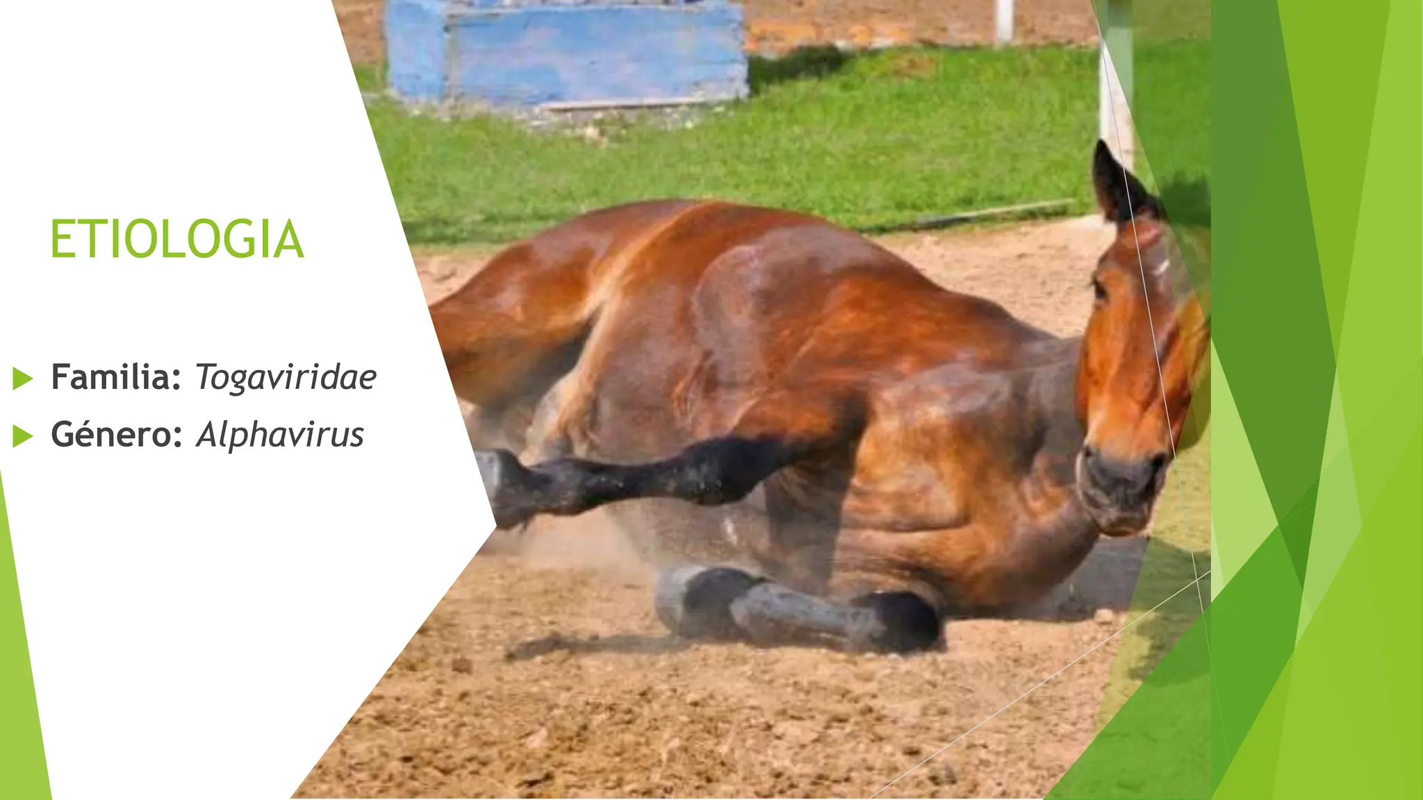 ENCEFALITIS EQUINA VENEZOLANA MEDICINA VET | PPTX