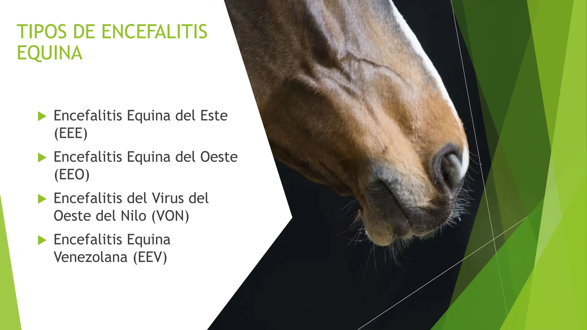 ENCEFALITIS EQUINA VENEZOLANA MEDICINA VET | PPTX