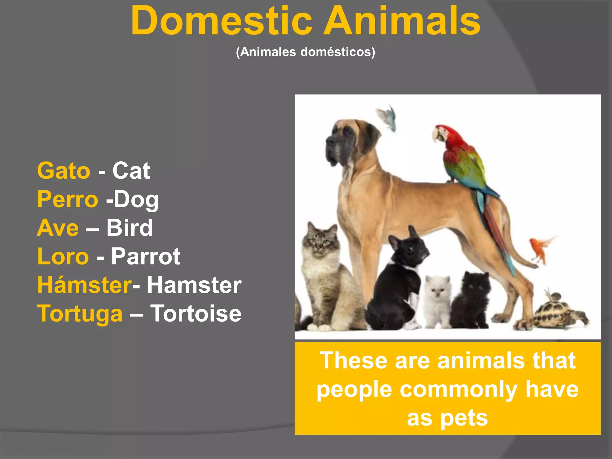 Animals - Animales | PPTX