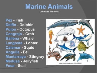 Animals - Animales | PPT