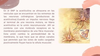 Presentación Acetilcolina un tema que te ara reflexionar acerca del ...