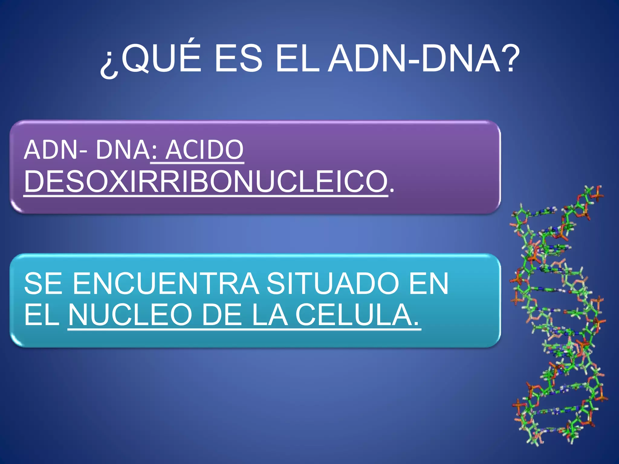 ADN presentacion | PPTX | Genetics | Science