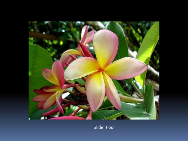 Describing Nature | PPTX