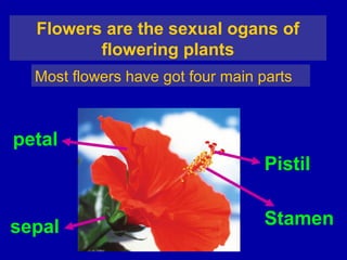 Presentación alvaro | PPT