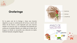 Presentación anatomia.pptx