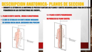 presentación ANATOMIA 3.pptxkfjfufcuxghjt | PPTX