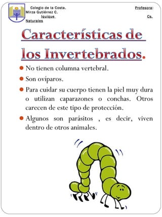 Presentación animales invertebrados | PPT
