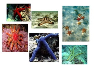 Presentación animales marinos | PPT