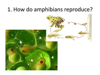 Amphibians - Animals 2 - CEIP Las Lomas | PPT