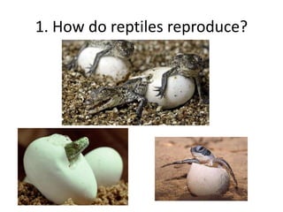 Reptiles - Animals 2 - CEIP Las Lomas | PPTX