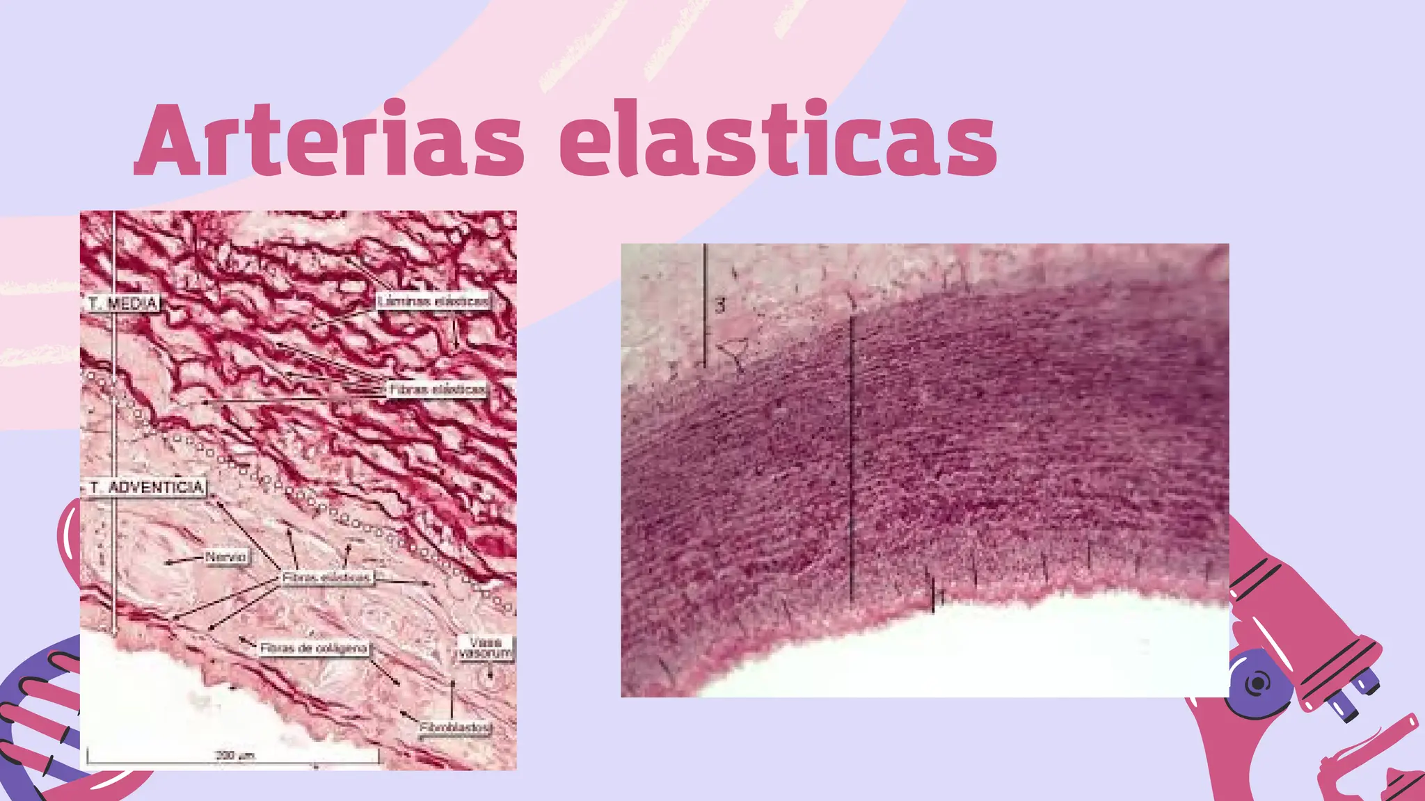 Presentación Arterias del Sistema Cardiovascular.pdf