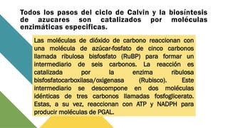 La fotosíntesis. Ciclo de Calvin.pptx 12 | PPTX