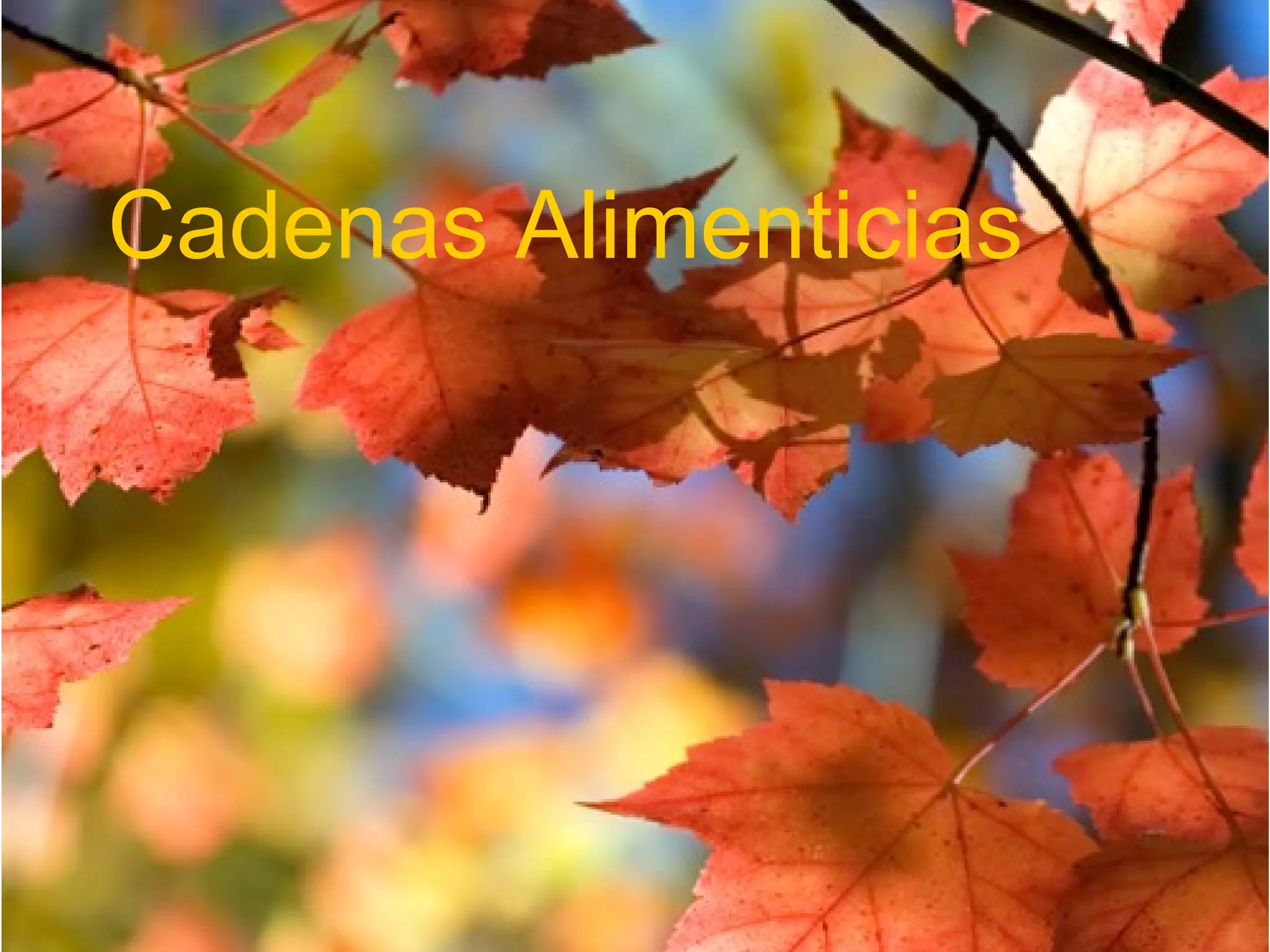 PresentacióN Cadenas Alimenticias | PPT