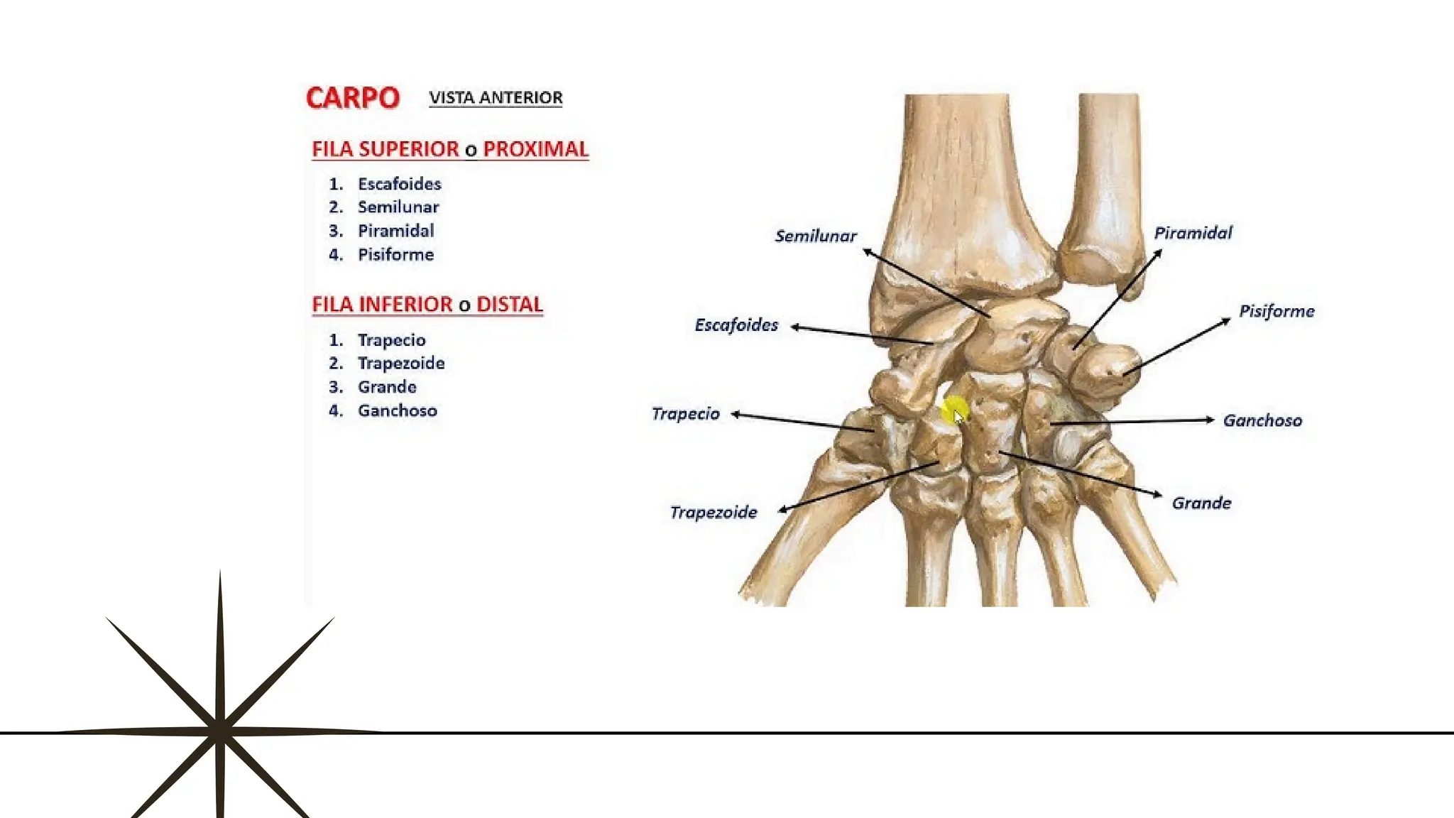 Presentación huesos del Carpo o muñeca.pdf
