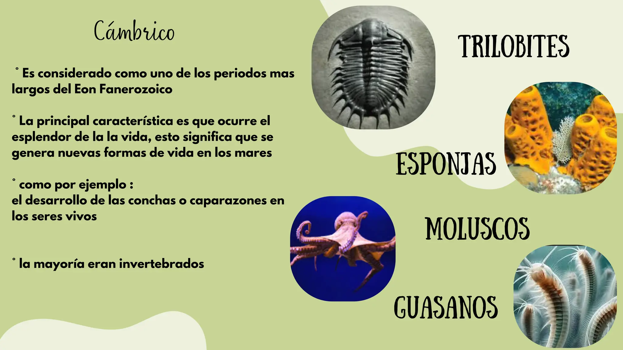 Era Paleozoica, Presentacion de Canva para estudiar | PPT