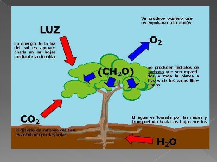 Presentación ciclos de la naturaleza