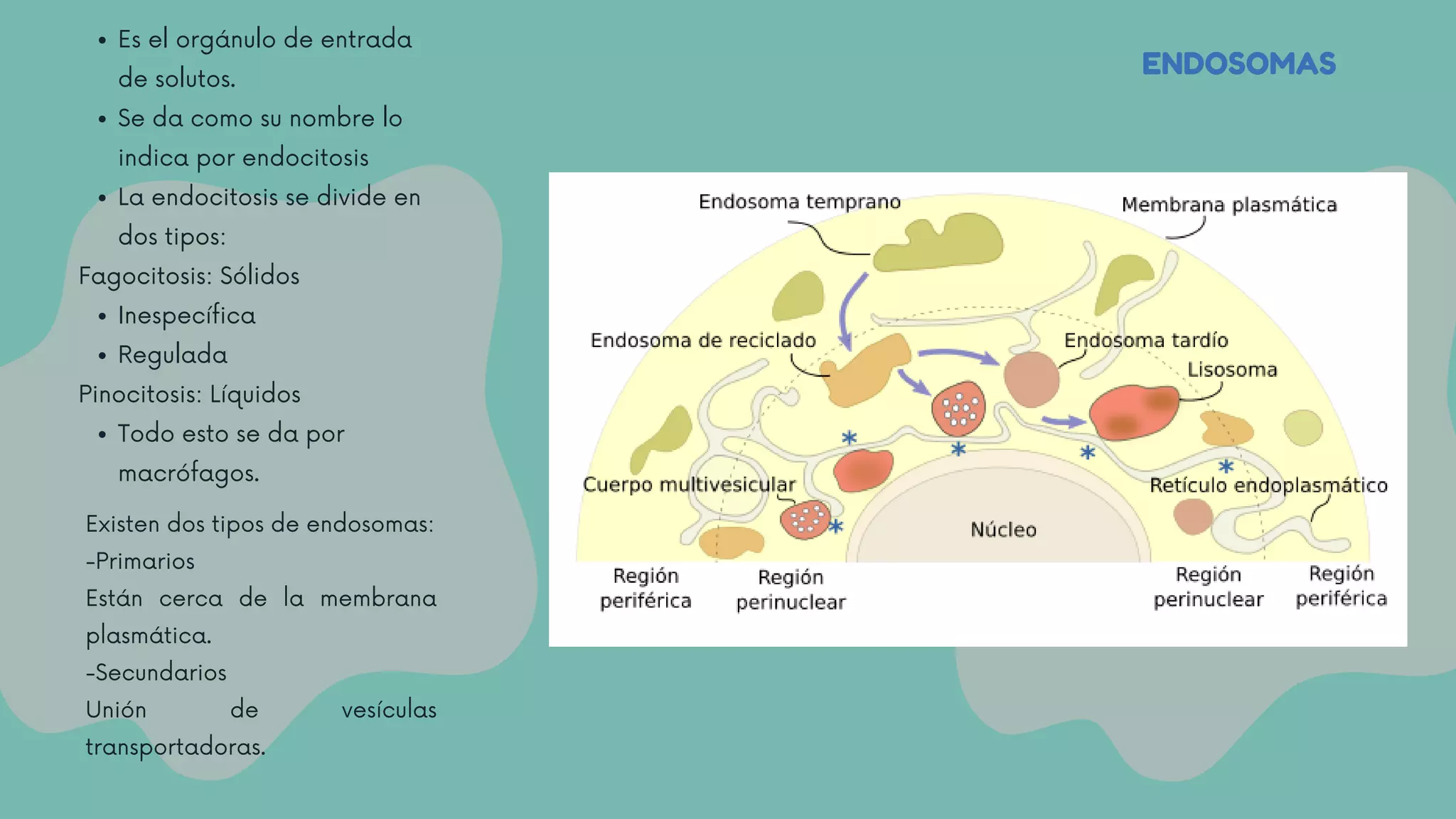 Sistema de endomembranas | PDF
