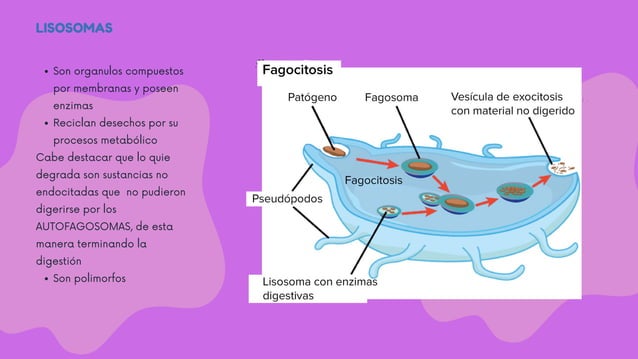 Sistema de endomembranas | PDF