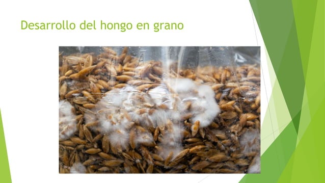 aprovechamiento de residuos de maguey para producir biomateriales | PPTX