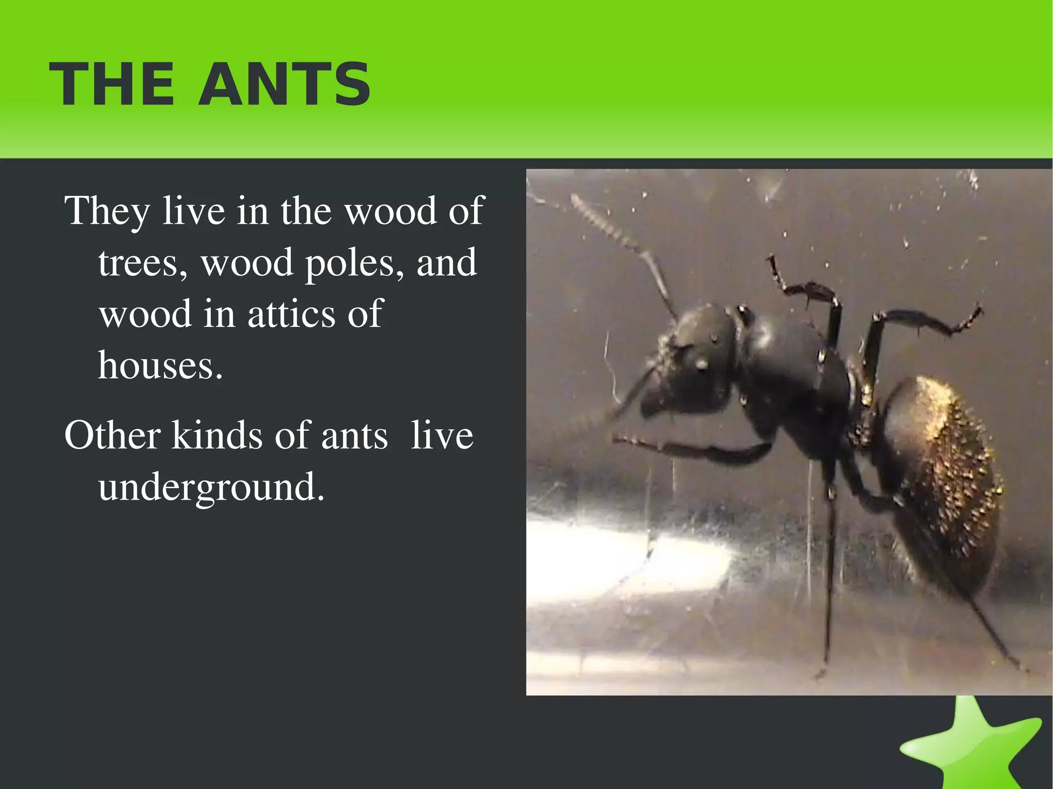 Ants ( by Daniel Corbalan) | ODP