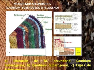 Tejidos vegetales | PPTX