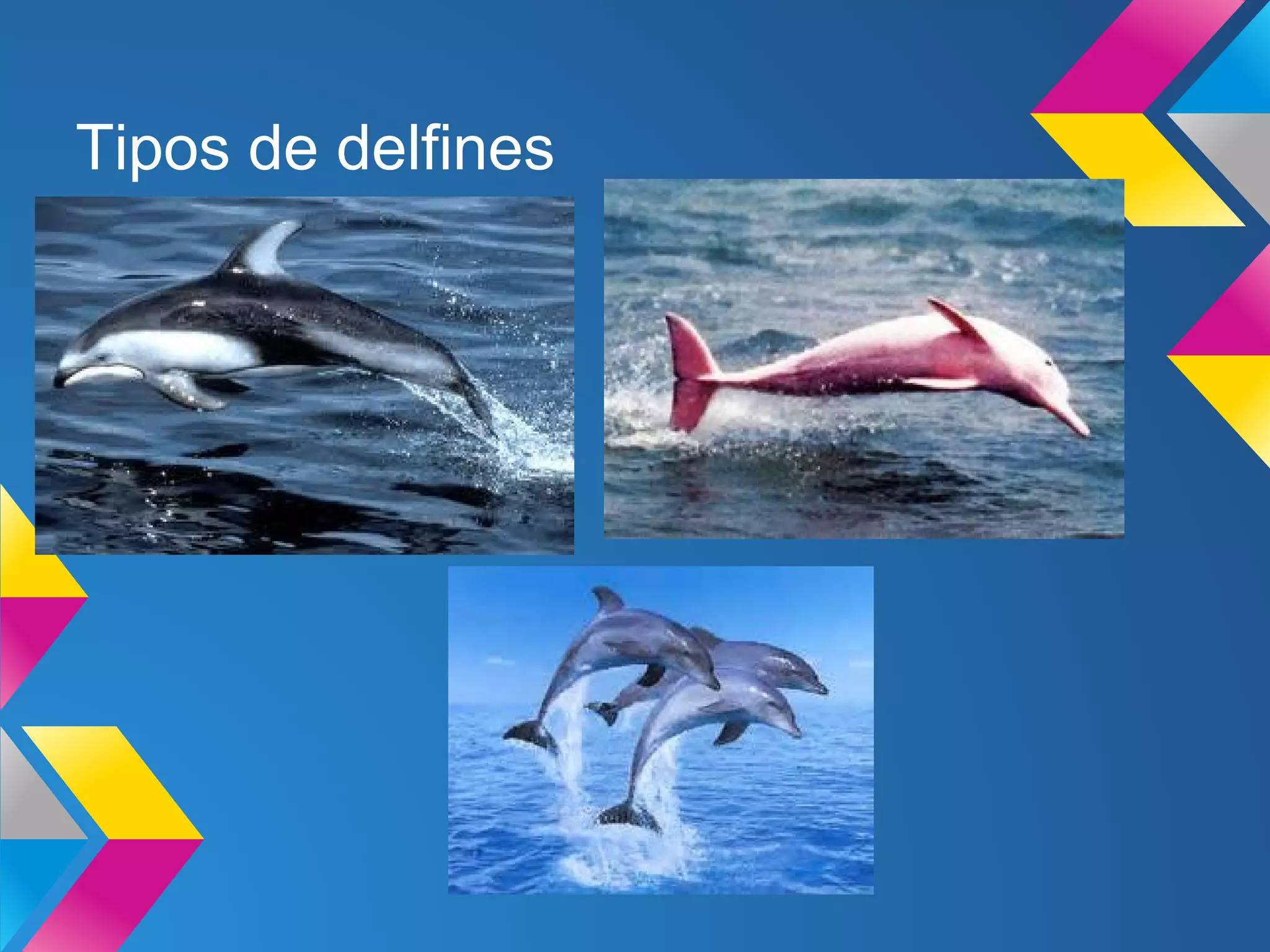 Los delfines | PDF | Fish and Aquariums | Pets