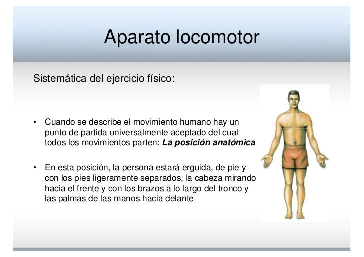 Anatomia Aparato Locomotor