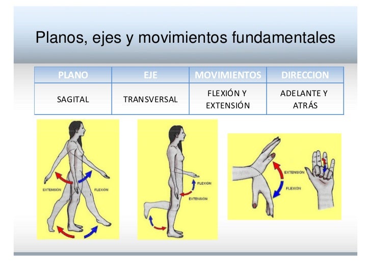 32 Anlisis De Los Movimientos Sistema Locomotor
