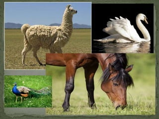 Manriquez Pelayes - Las cubiertas de los animales (2º grado) | PPTX